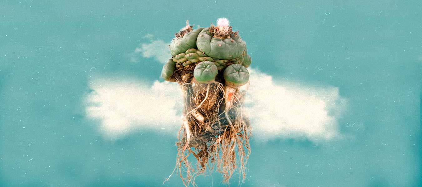 10 plantas de poder mexicanas - Más de México